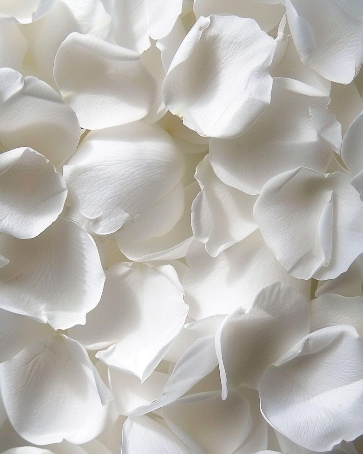 REAL Rose Petals, Pearl White Freeze-Dried Petals 3.5oz Biodegradabel Wedding Natural Confetti, Perfectly Preserved Flower Petals for Table Decorations