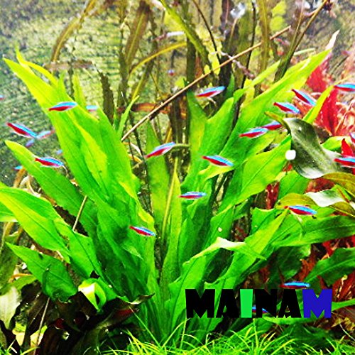 Mainam Amazon Sword Plant Echinodorus Bleheri Tall Bunch Live Aquarium Plants Freshwater Planted Tank Decorations
