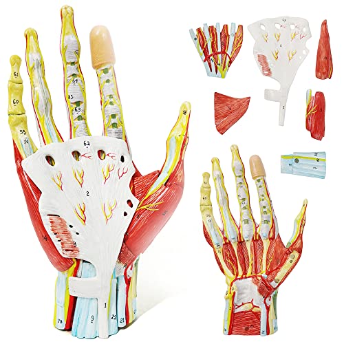 Evotech Numbered Hand Anatomical Skeleton Model W/Bones Muscles Ligaments Nerves and Blood Vessels, 7 Parts Life Size Medical Quality Hand Joint Easy Mounting for Medical Classroom Teaching Study