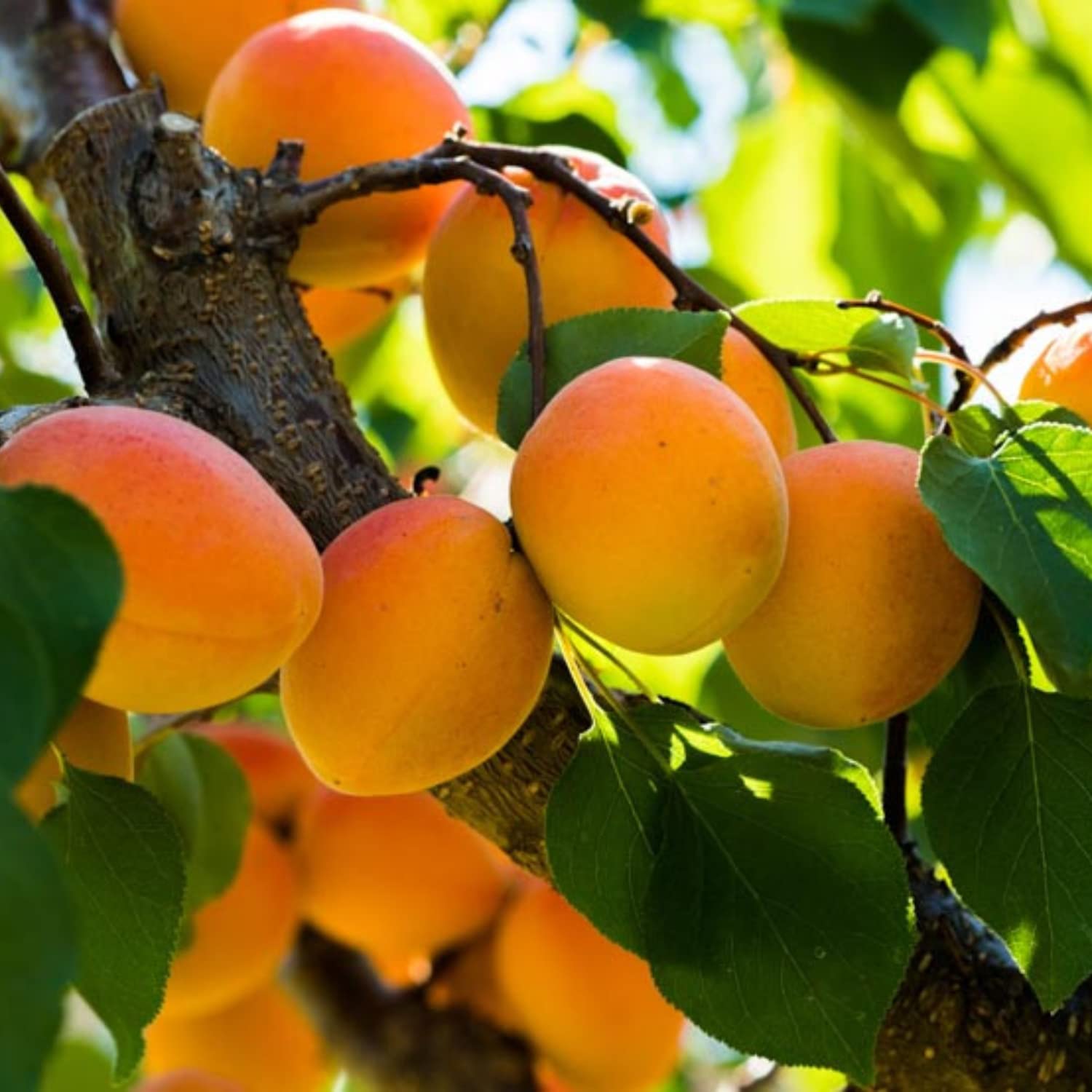 Apricot Tree Live Plant, 2-3 Feet Bare Root Live Plant for Planting, Dormant in Winter and Early Spring