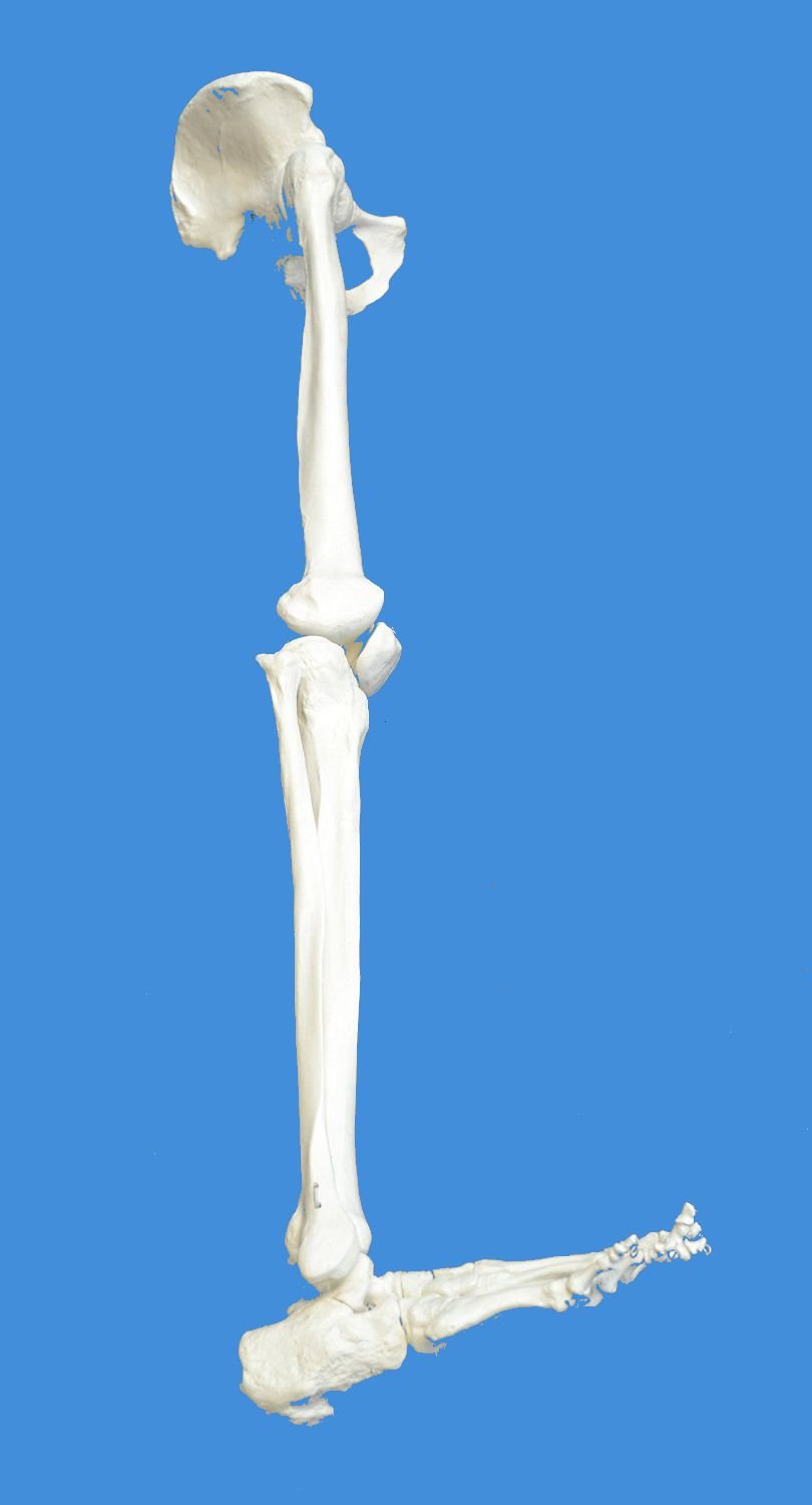 Wellden Medical Anatomical Human Lower Limb Skeleton Model, Life Size