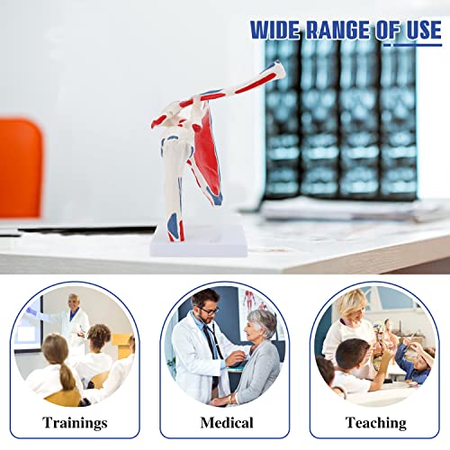 HINGONS Shoulder Joint Model with Muscle, Life Size Human Anatomical Shoulder Ligament Model for Patient Science Education and Anatomy Research (Includes a Base)