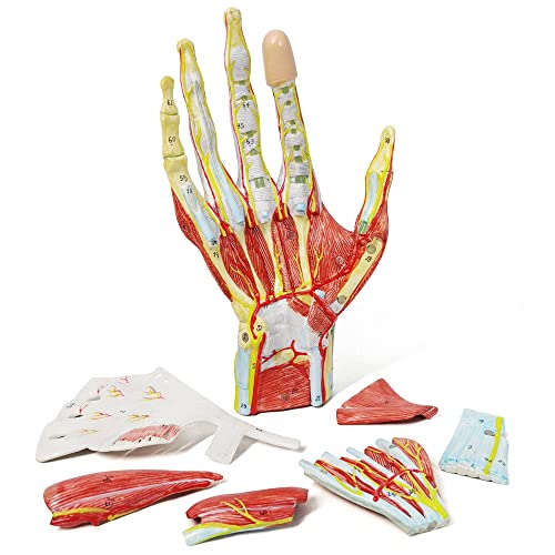 Evotech Numbered Hand Anatomical Skeleton Model W/Bones Muscles Ligaments Nerves and Blood Vessels, 7 Parts Life Size Medical Quality Hand Joint Easy Mounting for Medical Classroom Teaching Study