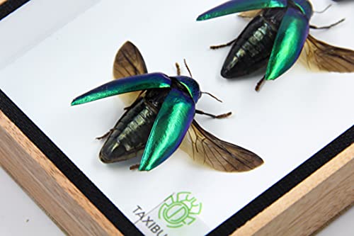 TAXIBUGS Jewel Beetle Mounts Insect Animals Taxidermy in Framed (3 Sternocera Aeguisignata)