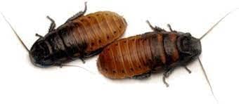 Honeybees100 Madagascar Hissing Cockroach Adult Breeding Pair of (Gromphadorhina portentosa)