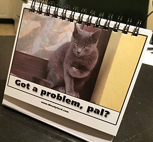 Moodycards Office Gift For Cat Lovers Make Everyone Laugh with These Adorable and Hilarious Cat memes - Let The Kittys Tell Everyone How You Feel! A Terrific Office Gift! 25 Different Moods