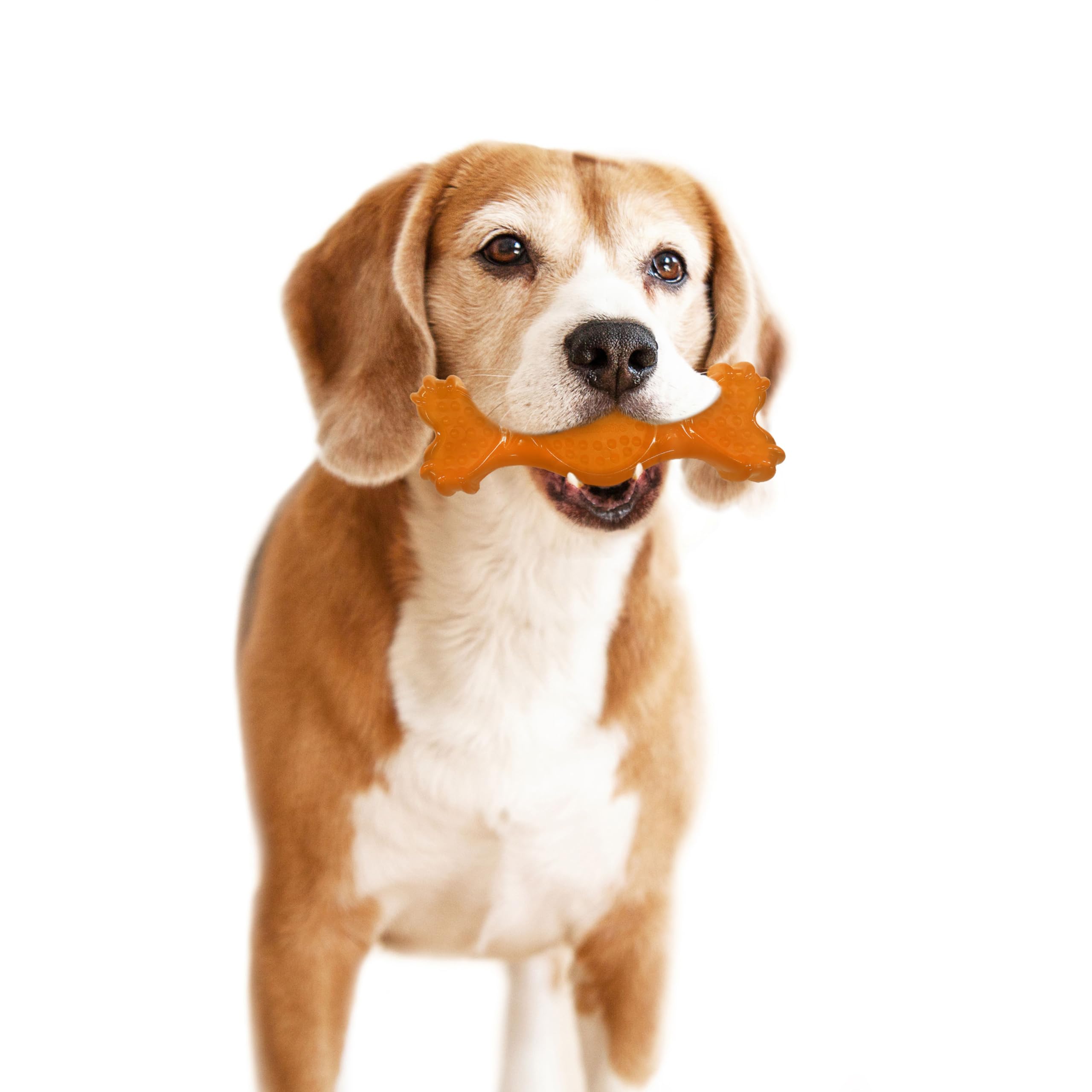 Nylabone Flexi Chew Fill & Treat Senior Dog Chew Toy Bacon Flavor Medium/Wolf (1 Count)