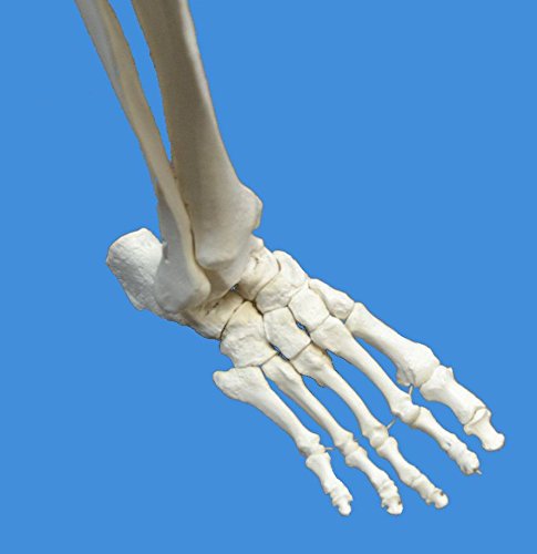 Wellden Medical Anatomical Human Lower Limb Skeleton Model, Life Size