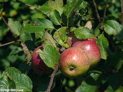 Common Apple Tree Seeds for Planting, 15+ Fruit Tree Seeds Per Packet, (Isla's Garden Seeds), 70-90% Germination in Good Conditions, Malus pumila, Botanical Name: Malus pumila, Great Home Garden Gift