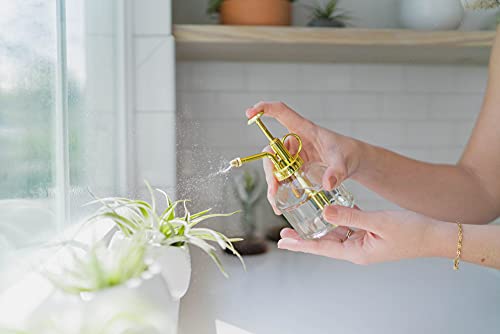 Grab Bag Pack Small & Medium Air Plants - Fertilizer Packet - Wholesale - Bulk - Live Tillandsia - Easy Care House Plant - Succulents, 10 Count (Pack of 1)