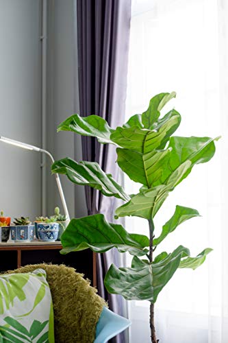 Fiddle Leaf Fig Tree Fertilizer | Ficus Plant Food | Improves Leaves and Branches | Potted Indoor Trees and House Plants Treatment by Aquatic Arts
