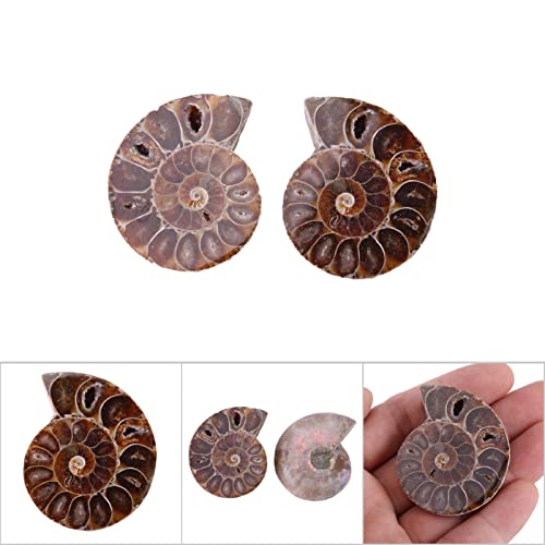 GOTOTOP 2 x Ammonite Fossil Specimen, Ammonite Fossil Specimen Shell Madagascar (4cm/1.57inch)