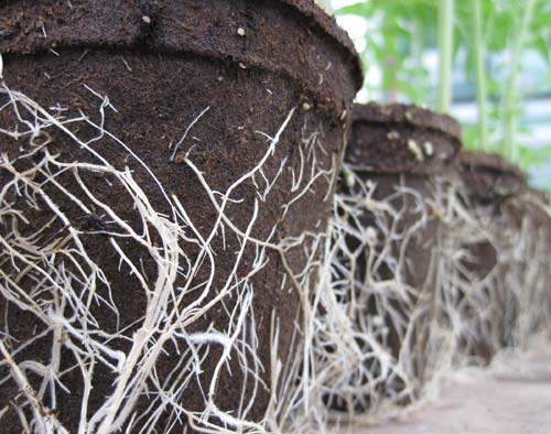 CowPots TV208926 3" Round Cow Pot Planter (12 Pack), 175mL