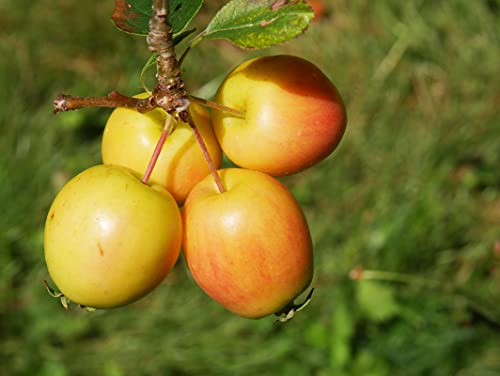 Crabapple Tree Live Plant 1.5 to 2.5 Ft Height, Crab Apple Fruits Crabapple Plant, White Flowers, No Ship to CA