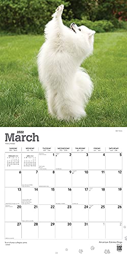 American Eskimo Dogs 2022 12 x 12 Inch Monthly Square Wall Calendar, Animals Dog Breeds DogDays