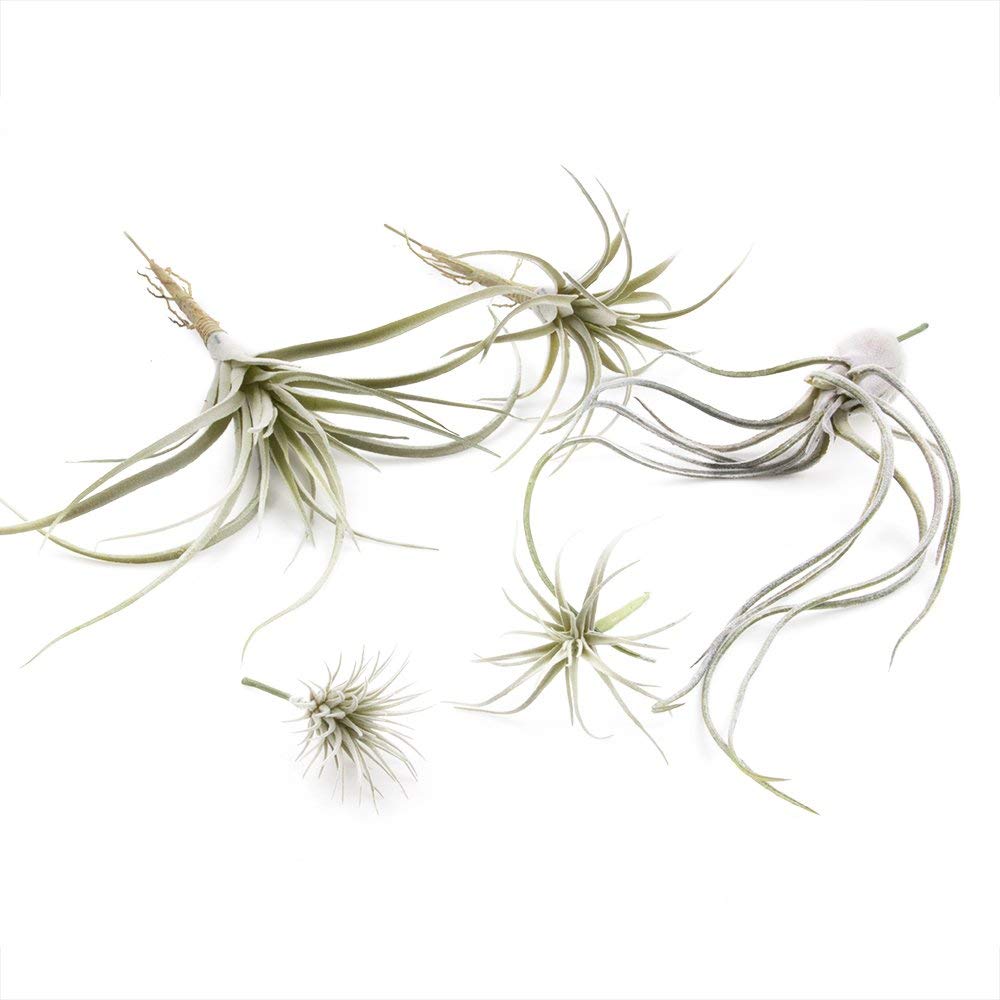 CHIVE Artificial Air Plants — Bulk Set of 5, Large — Ultra Realistic Fake Tillandsia Bromeliad Plants — Decorative Faux Succulents for Home & Office Decor — No Care Needed!