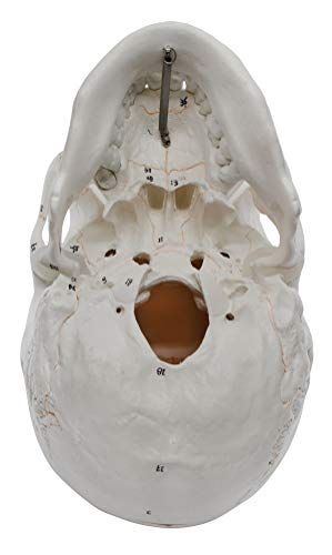 EISCO Numbered Human Skull Model - Medical Quality - 3 Parts w/Removable Calvaria, Articulated Mandible, Painted Sutures, 55 Numbered Features - Anatomy Skull, Plastic Skull Replica, Life Size Skull
