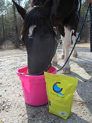 Horse Quenchers Apple Jug, 13 Pounds
