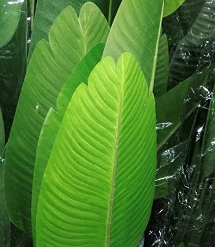 Silk Decor 5' Artificial Bird of Paradise Plant in Plastic Pot