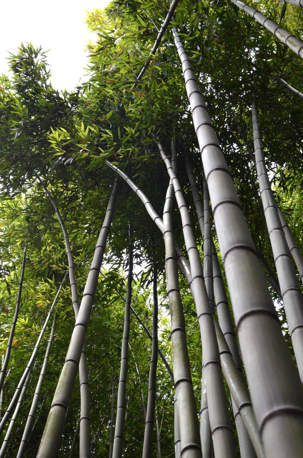 Bambusa Bambos - Indian Thorny Bamboo - 25 semi - NPWS