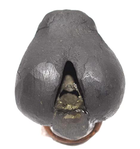 Dhumavati Shaligram/Adwaitya Golden Dhumavati Dasha MahaVidya Shaligram, Fossil, Fossil