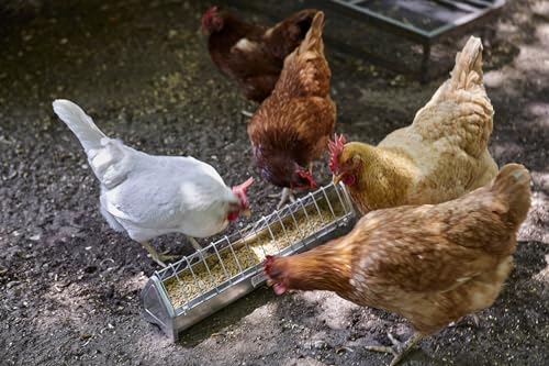 Little Giant® Metal Poultry Trough Feeder | Galvanized Steel Poultry Trough Feeder with Grate | 20"
