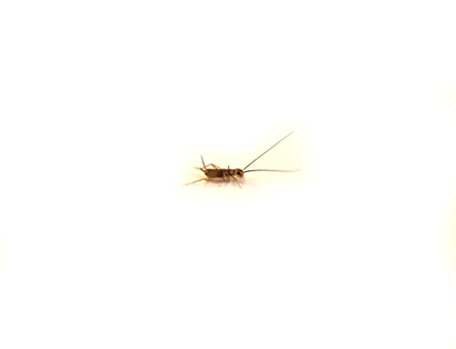 Josh's Frogs 1/8" Banded Crickets (250 Count)