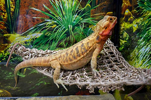 PENN-PLAX Reptology Lizard Lounger Corner Triangle – 100% Natural Seagrass Fiber – Great for Bearded Dragons, Anoles, Geckos, Iguanas, and Other Reptiles – Small