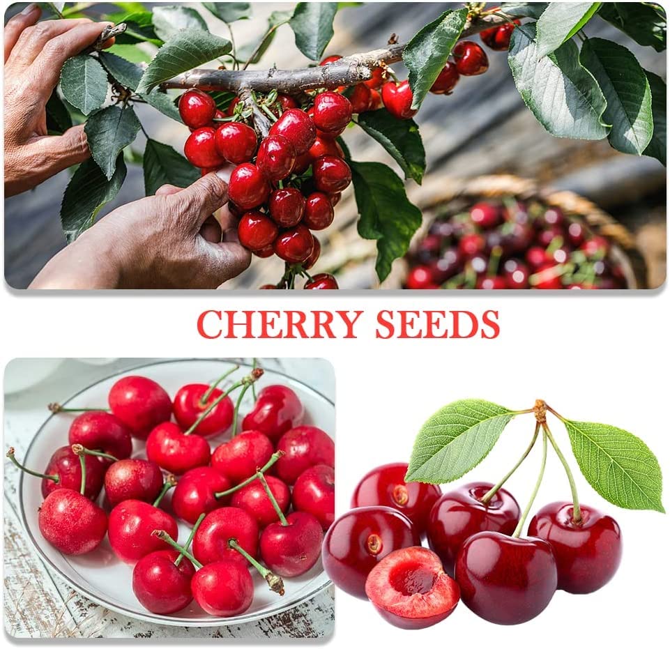 QEVJEKR 200+ Mix Dwarf Bonsai Fruit Tree Seeds for Planting, 4 Variety Individual Packs, 50+ Lemon Tree Seeds 50+ Cherry Tree Seeds 50+ Orange Tree Seeds 50+ Apple Seeds Organic Heirloom Fruit Seeds