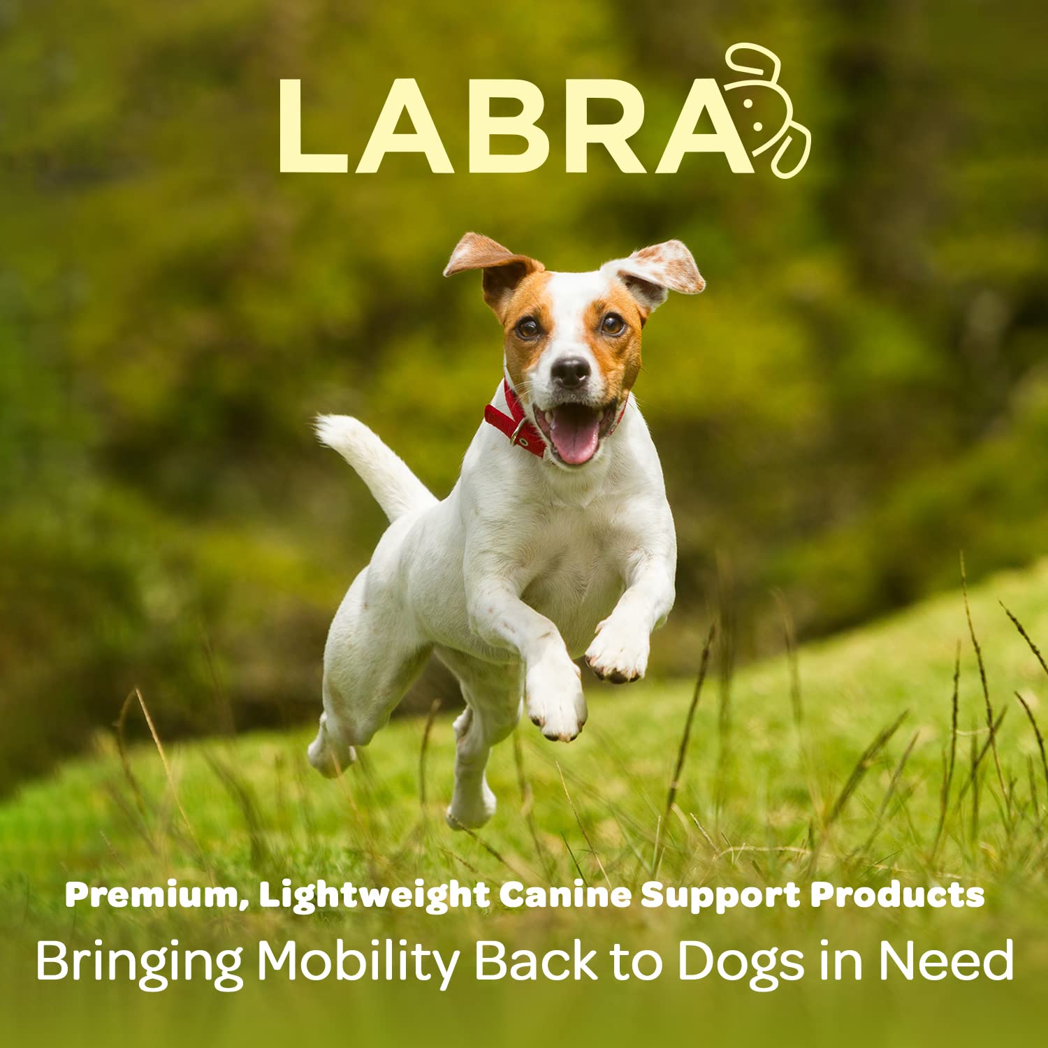 Labra Dog Canine K9 Back Brace - IVDD Spine Pain & Spinal Injury, Arthritis, Bulging Discs Brace for Corgis, Dachshund, Post Surgery Recovery, Rehab, Inflammation - Small