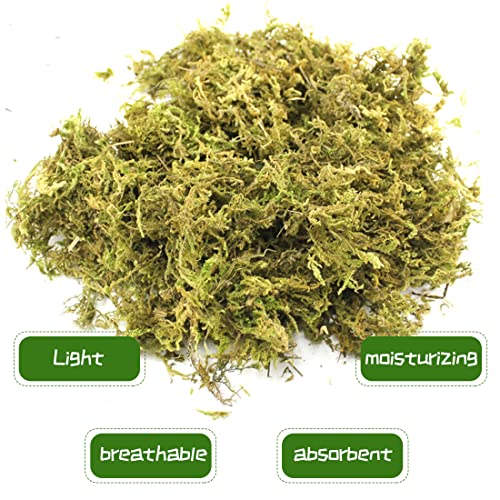 Hamiledyi Reptile Forest Moss,Premium Sphagnum Moss Reptile Terrarium Substrate Moss Bedding for Bearded Dragon Lizard Chamelon Gecko Iguana Snake Tarantula(100g/3.5 Oz)