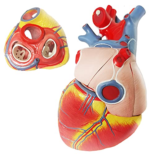 Evotech Deluxe Human Heart Model with Thymus Gland & Diaphram Base, 10 Parts 1.5X Life Size Large Anatomical Heart Model for Classroom and Cardiology Study