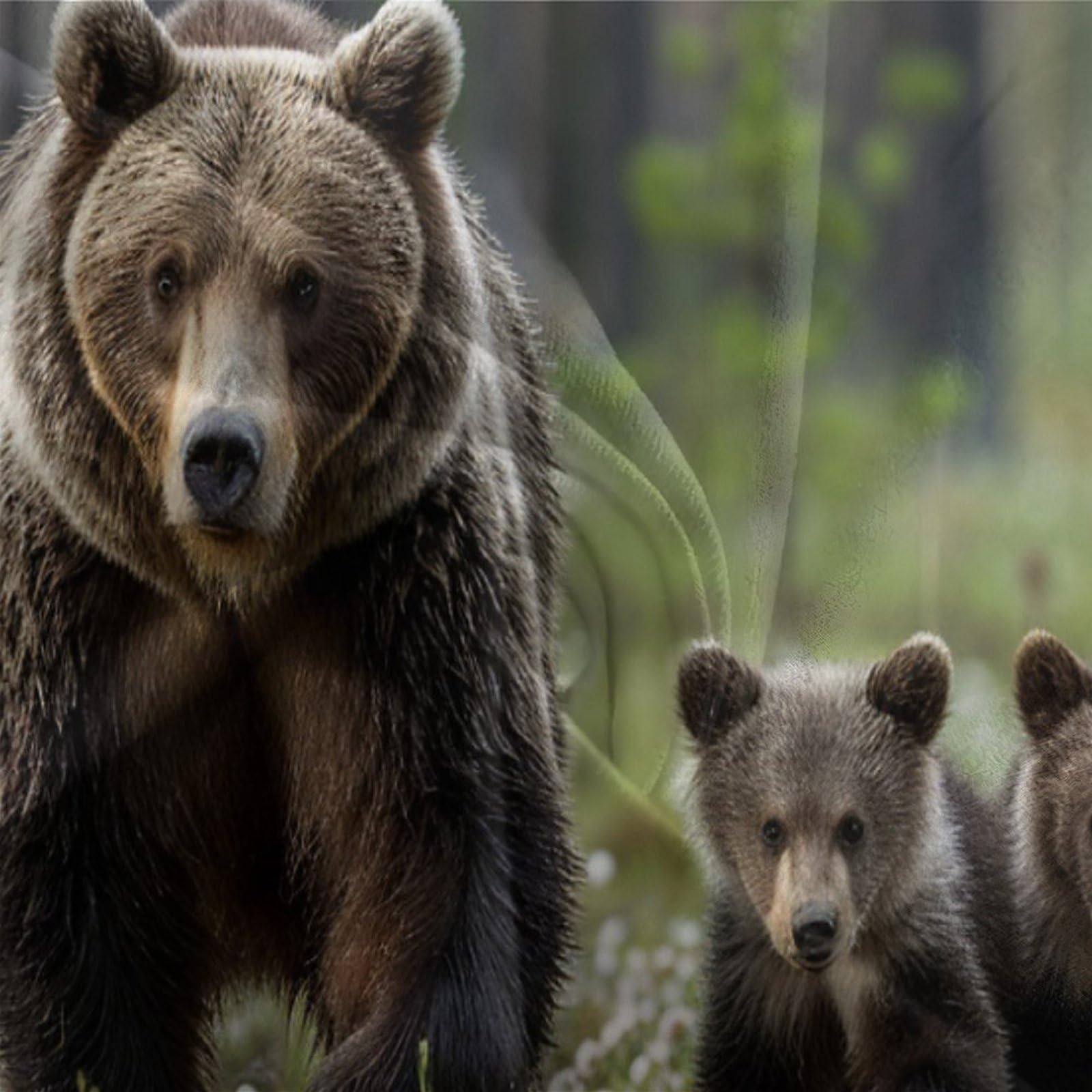Brown Bear And Two Cubs Comforter Covers 3D Printed Walking in The Taiga Duvet Cover Quilt Cover for Boys Girls with Zipper Closure Soft Microfiber Bedding Set with Pillow Cases 3 Pieces Twin(173x218c