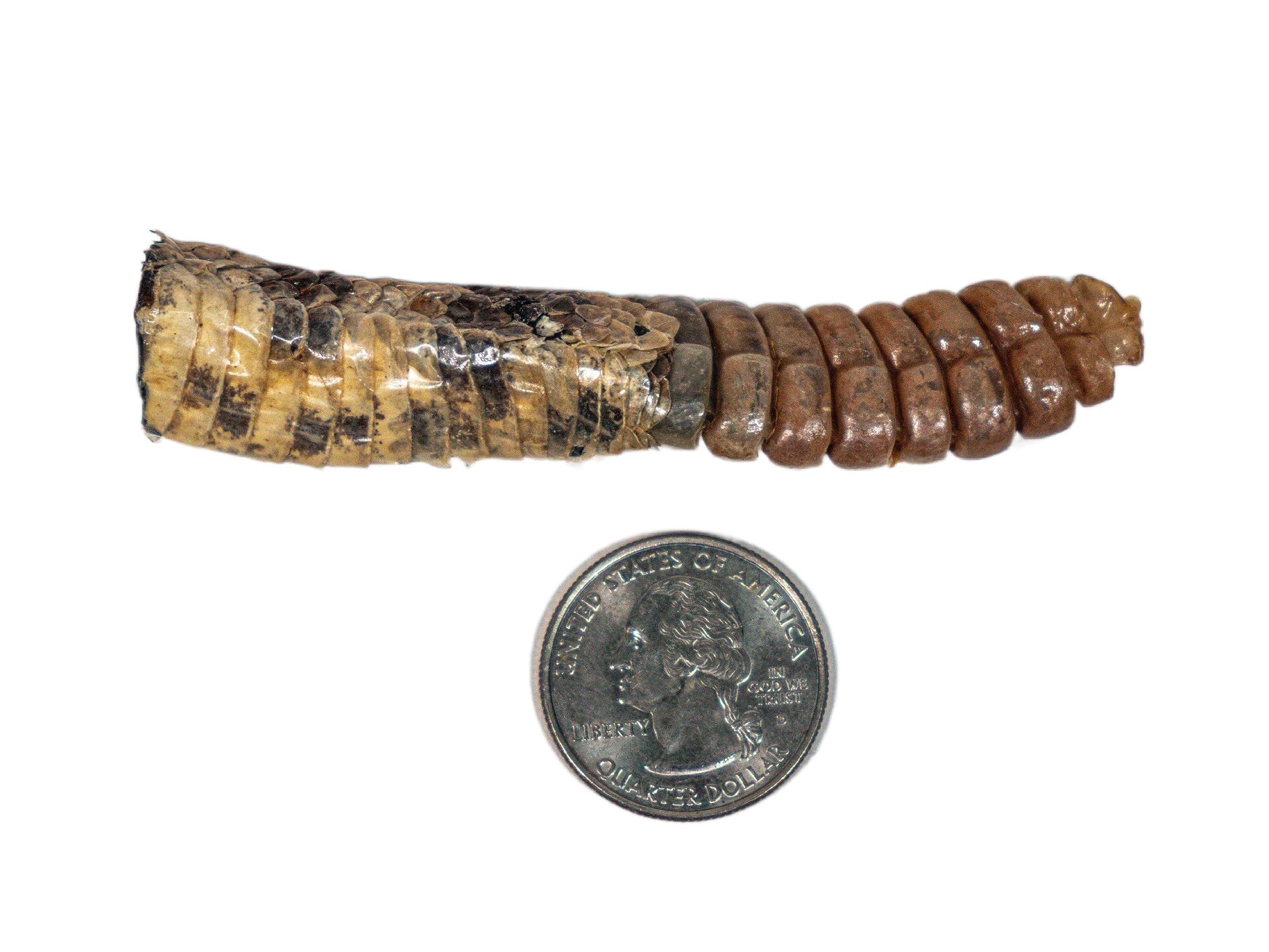 Real Rattlesnake Rattle and Tail (AZ-598-P505)