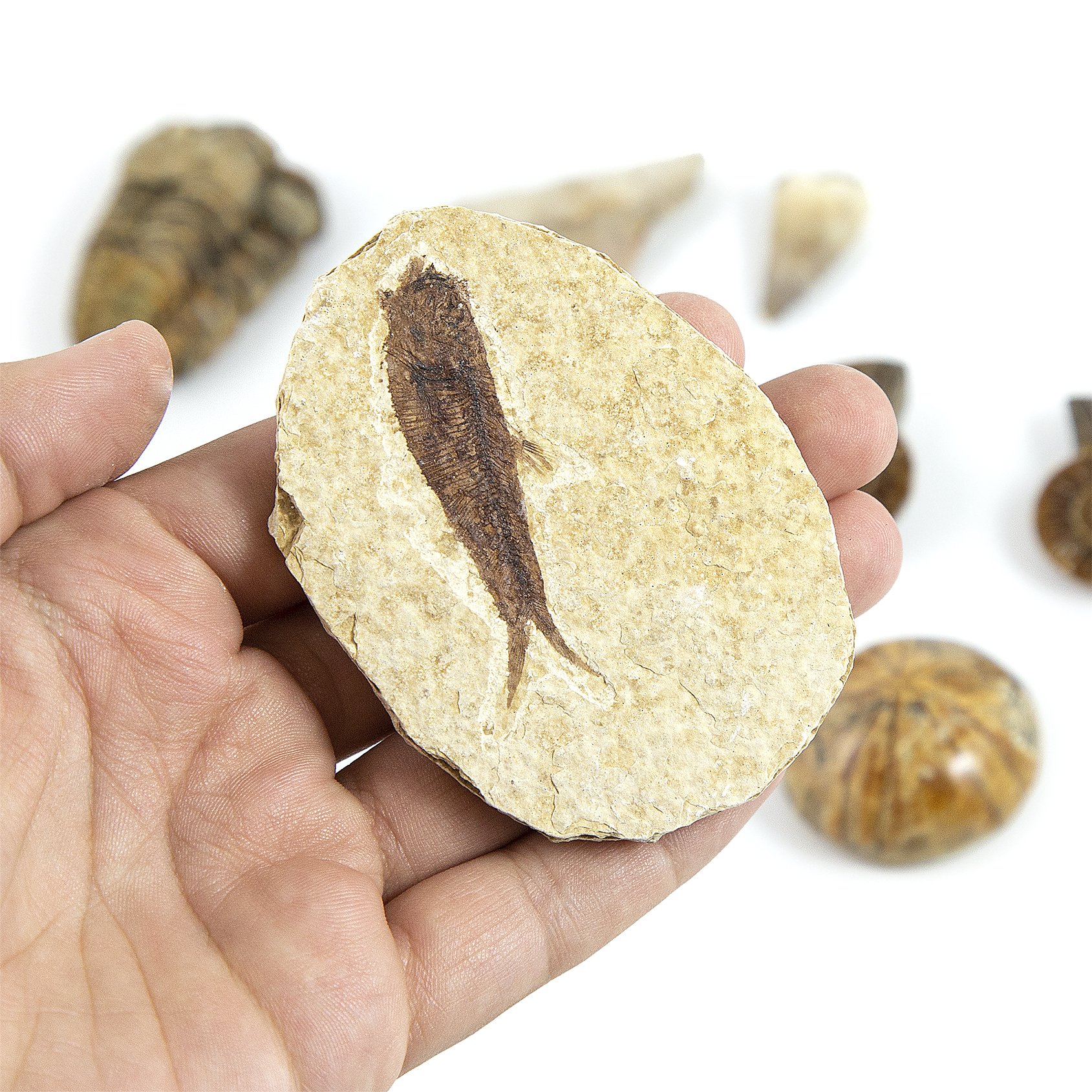 Museum Quality Fossil Collection Kit Featuring Dinosaur Fossils, Ammonites, Trilobite, Shark Tooth, Urchin and Fish Fossil - Collectors Edition Paleontology Set