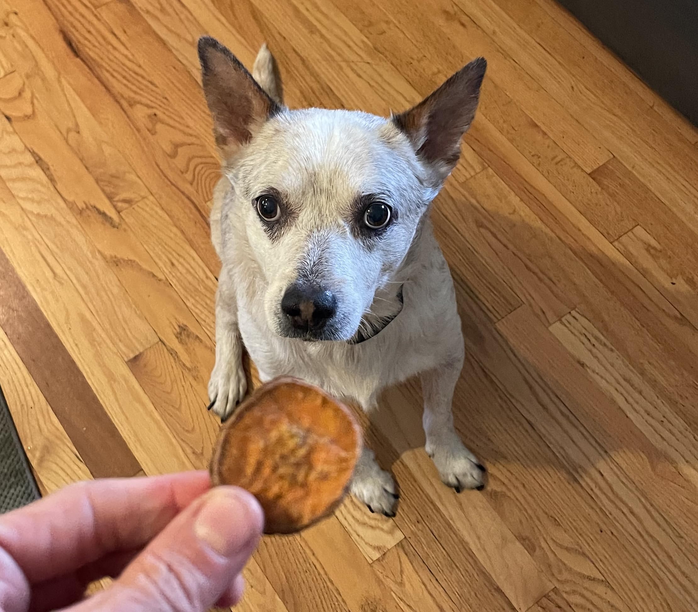 TV's Deli & Diner Best's Dog Chews Sweet Potato Chews for Dogs