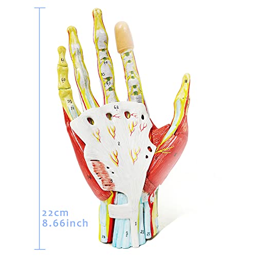 Evotech Numbered Hand Anatomical Skeleton Model W/Bones Muscles Ligaments Nerves and Blood Vessels, 7 Parts Life Size Medical Quality Hand Joint Easy Mounting for Medical Classroom Teaching Study
