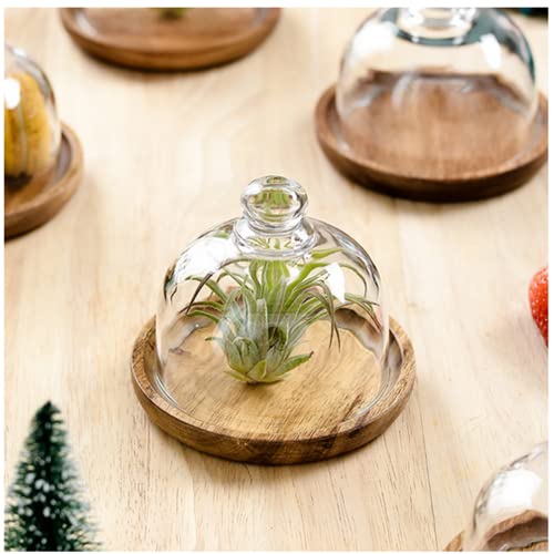 Glass Dome with Wooden Base Mini Cheese Plant Platter Dessert Plate Cake Plate for Cheese Candy Decorative and Succulents Display Clear Glass Jar 4.13"x3.74"x3.15"
