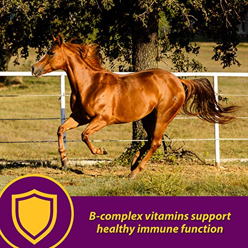 Horse Health Red Cell, Liquid Vitamin-Iron-Mineral Supplement for Horses, Helps Fill Important Nutritional Gaps in Horse's Diet, 1 Qt., 32 Oz., 16-Day Supply