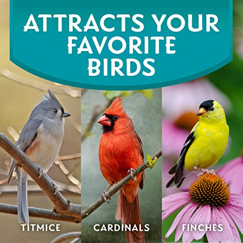 Morning Song Clean & Free Shell Free Wild Bird Food, Premium No Mess Bird Seed for Outside Feeders, 10-Pound Bag
