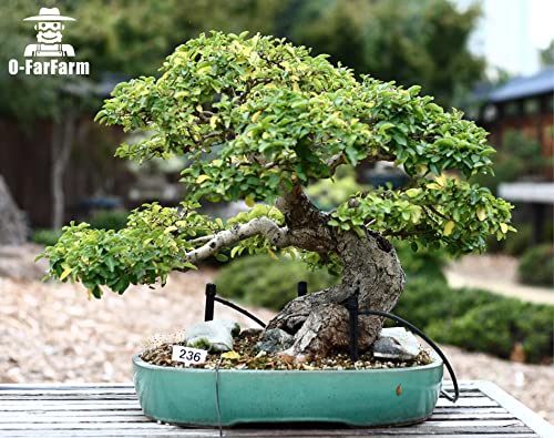 O-FarFarm Bonsai Soil Mix Ready to Use 2 Quart, Fast Draining All Purpose Potting Soil for Bonsai Tree, Ideal for Root Development, Made from Akadama, Lava Rock, Pumice and Pine Barks