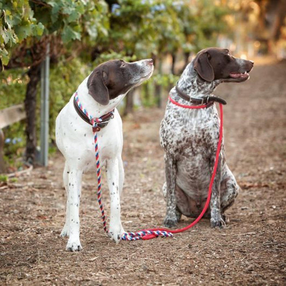 Cesar Millan Slip Lead Leash™ - 2-in-1 Slip Collar Dog Training Lead & Collar | Heavy Duty Durable Weatherproof Rope Leash, No Pull Training | Length 4ft Diameter 4/10”(Regular, Red/Olive)