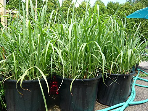 Lemongrass Rootstalk (Cymbopogon Citratus) 2 Live Plants
