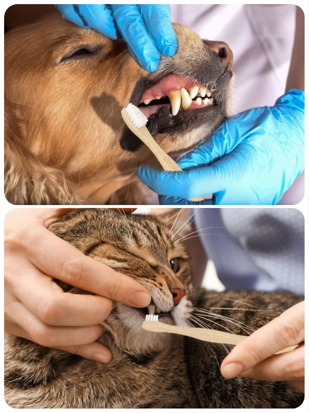 ECOETBOO Dog Toothbrush 6 Pack, Pet Cat Bamboo Toothbrushes, Double-Sided Small and Large Head Toothbrush for Dogs Cats, Biodegradable Eco-Friendly Dog Tooth Brushing Kit