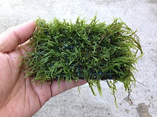 Java Moss Portion in 4 Oz Cup and Java Moss Mat - Easy Live Fresh Water Aquarium Plants