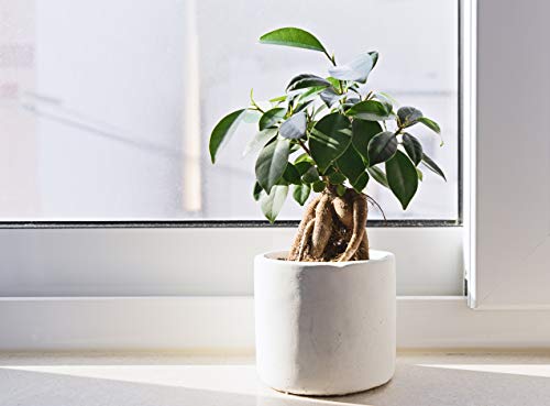 Fiddle Leaf Fig Tree Fertilizer | Ficus Plant Food | Improves Leaves and Branches | Potted Indoor Trees and House Plants Treatment by Aquatic Arts