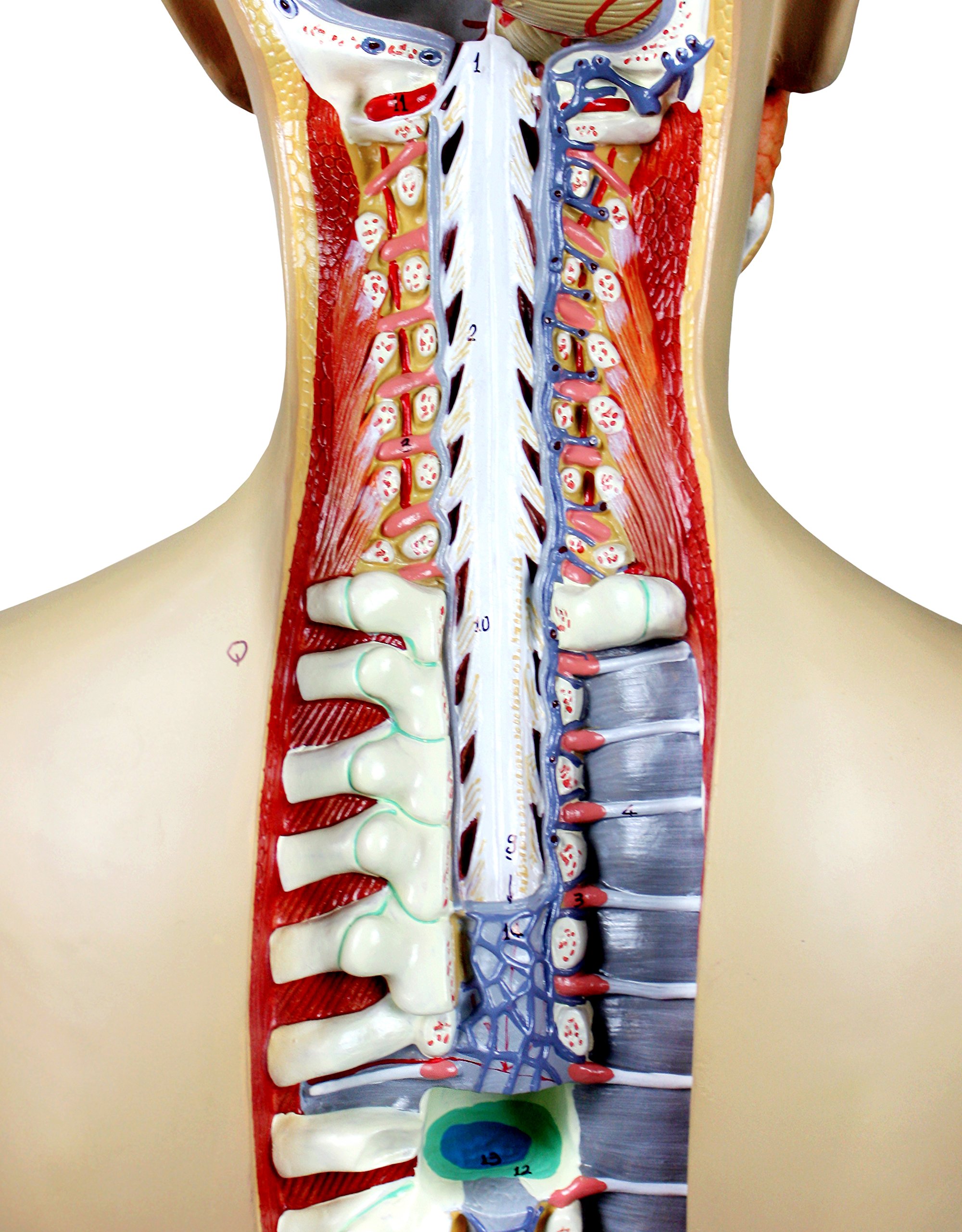 Vision Scientific VAT107-DC 17 Parts Sexless Human Torso | Open Back Exposes Muscular Layers, Vertebral Volume, Nerve Branches |Neck Dissected Shows Muscular, Neural, Vascular and Glandular Structure