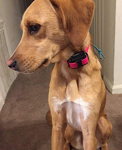 Sparky Pet Co - ECollar Replacement Strap - Bungee Dog Collar - Waterproof - Adjustable - Secure Nexus Wheel Lock - for Electronic Training & Invisible Fence Systems - 3/4" (Black)