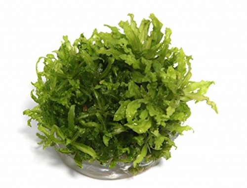 Mainam Pogostemon Helferi Downoi Live Aquarium Plants in Tissue Culture 100% Pest Free for Foreground Freshwater Aquatic Tank Imported Direct from Grower
