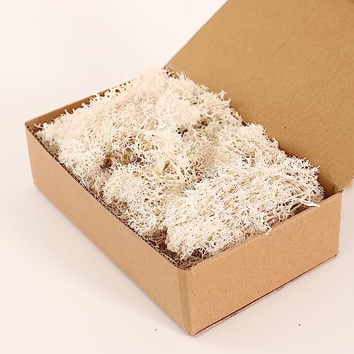 Dallisten Moss Preserved, Craft Reindeer Green Decorative Moss for Enchanted Forest Decorations, Fairy Garden, Party, Art Wall, Indoor Potted Plants,Table, Terrariums, Bonsai Decor (White,3.6OZ)